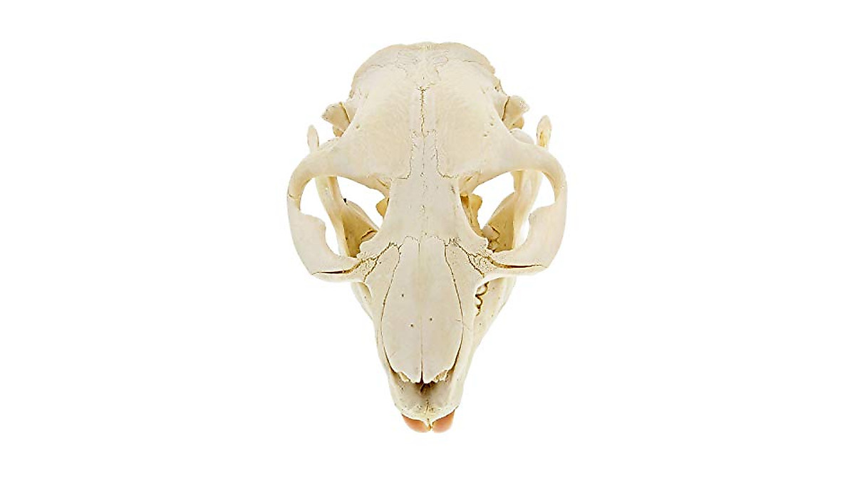 Authentic Beaver Skull – Unique Taxidermy Decor