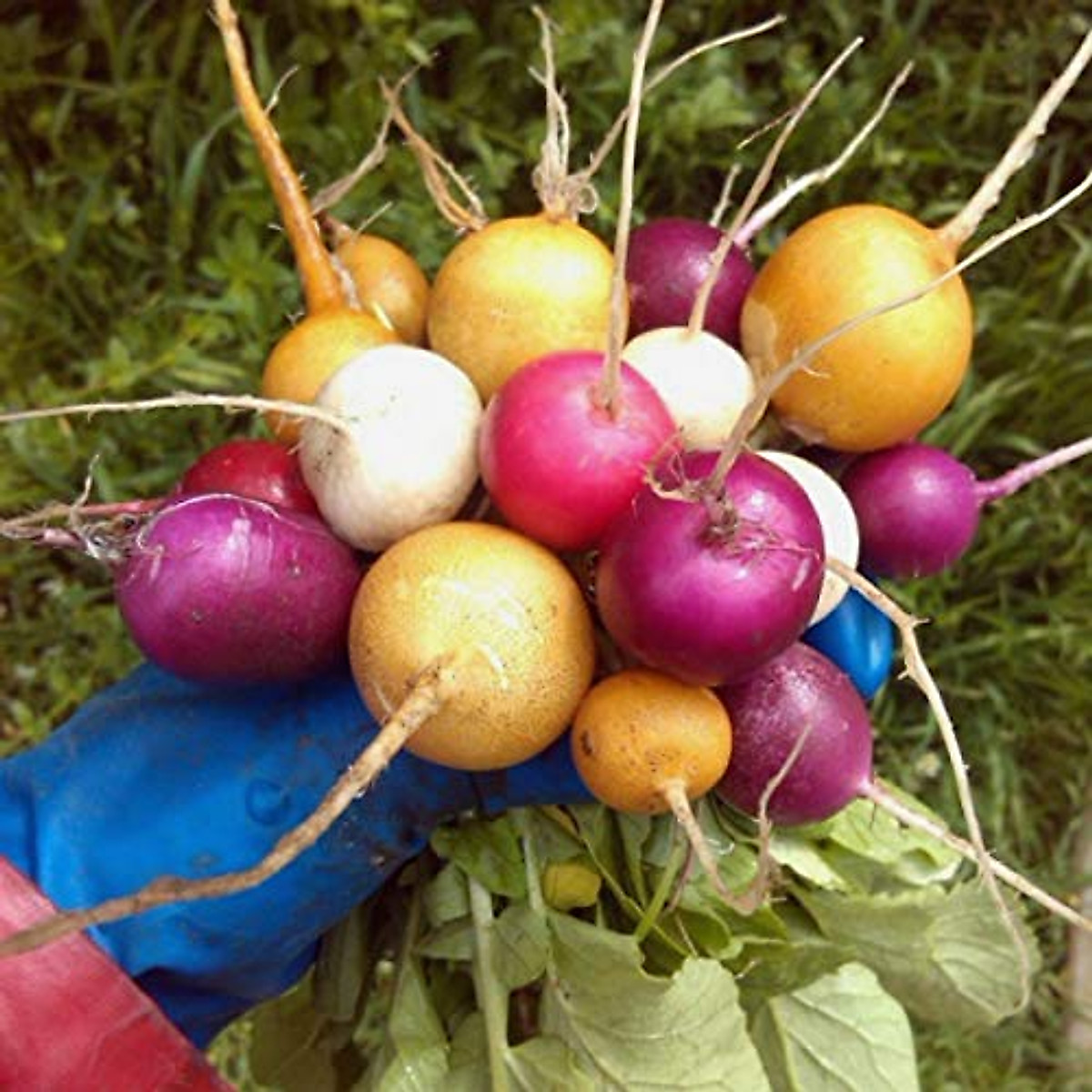Colorful Radish Seed Mix Easy to Grow Vegetable Garden Seeds for Planting 100 Seeds