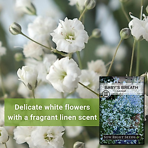 Sow Right Seeds - Annual Baby’s Breath Seeds for Planting - Non-GMO White Flowers Heirloom Packet with Instructions to Plant in Your Home Garden - Snow Like Blooms - Fresh and Dried Cut Flower (1)