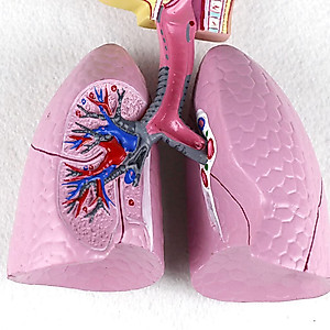 KH66ZKY Human Respiratory System Model Medical Supplies Human Internal Organs Nasopharyngeal Anatomy Respiratory Lung Structure Teaching Tool