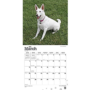 German Shepherds 2022 12 x 12 Inch Monthly Square Wall Calendar with Foil Stamped Cover, Animals Dog Breeds DogDays