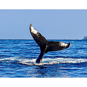 KUIYAI Whale Tail Necklace Whale Dolphin Lovers Gift Message Card Gift BFF Gift Blue Whale Gift Valentine's Day Gift for Women (Tail NC)