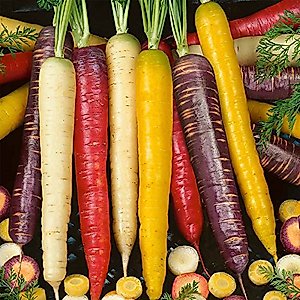 Rainbow Blend Carrot Seed Mix - 1 g ~600 Seeds - Non-GMO, Heirloom Vegetable Garden Seeds: Atomic Red, Cosmic Purple, Lunar White, Solar Yellow
