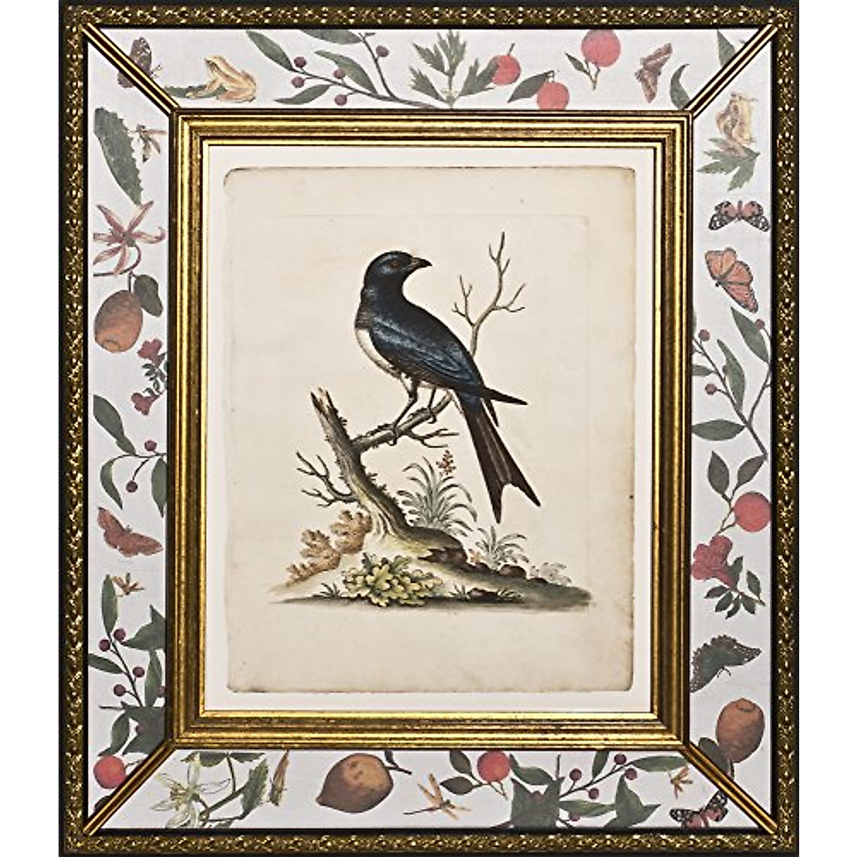 The Fork-tail'd Indian Butcher Bird