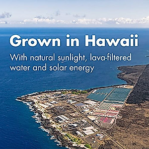 Nutrex Hawaii, Pure Hawaiian Spirulina Powder, Vegan, Supports Immune System, Heart, Cells and Energy, 5 Ounce