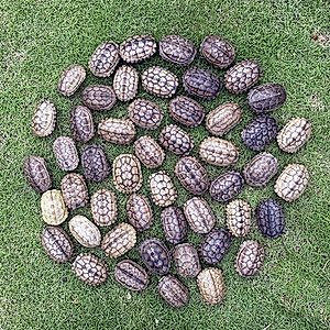 Unique Turtle Shell True Specimen Turtle Shell（ Reeves' Turtle） Taxidermy (1)