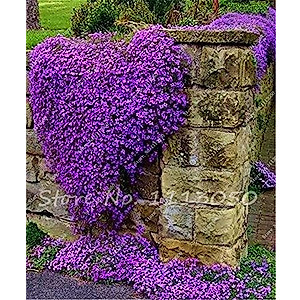 Rainbow Creeping Thyme Plants Blue Rock CRESS Plants - Perennial Ground Cover Flower ,Natural Growth for Home Garden 200 Pcs/Bag - (Color: 12)