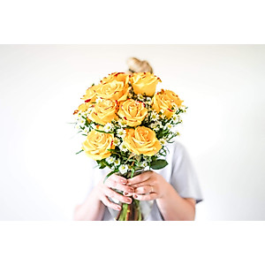 From You Flowers - One Dozen Festive Roses with Glass Vase (Fresh Flowers) Birthday, Anniversary, Get Well, Sympathy, Congratulations, Thank You