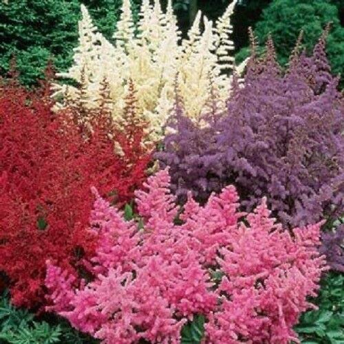 50 White Pink Red Astilbe Seeds, Planting Ornaments Perennial Garden Simple to Grow Pots Gifts