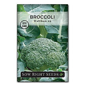 Sow Right Seeds - Spring Vegetable Seeds Collection for Planting - Individual Packets Basil, Broccoli, Carrot, Onion, Cauliflower, and Peas, Non-GMO Heirloom Seeds to Plant an Outdoor Home Garden