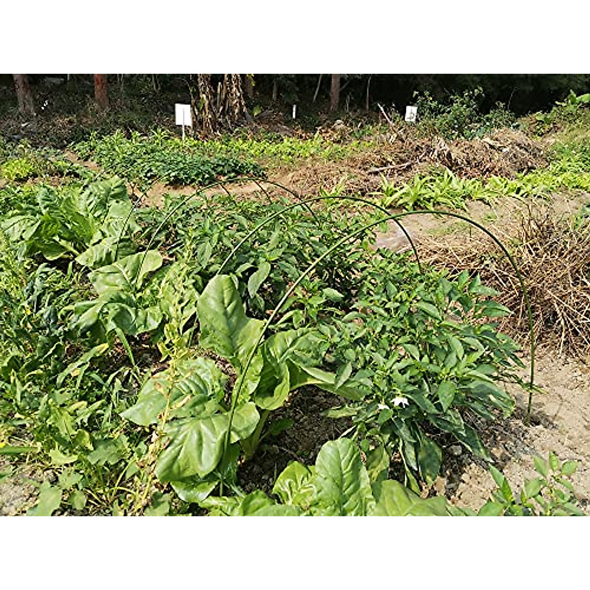 Garden Hoops for Raised Beds Hoop House Greenhouse Super Hoops for Garden Netting Garden Hoops for Row Cover Hoops for Garden Beds Fiberglass 6.56ft 6pack ONE Piece Design