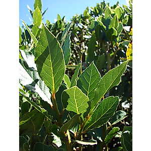 Bay Leaf Plant Live Sweet Bay Plant Tree 6 to 8 Inches Tall Planting Perennial Outdoors