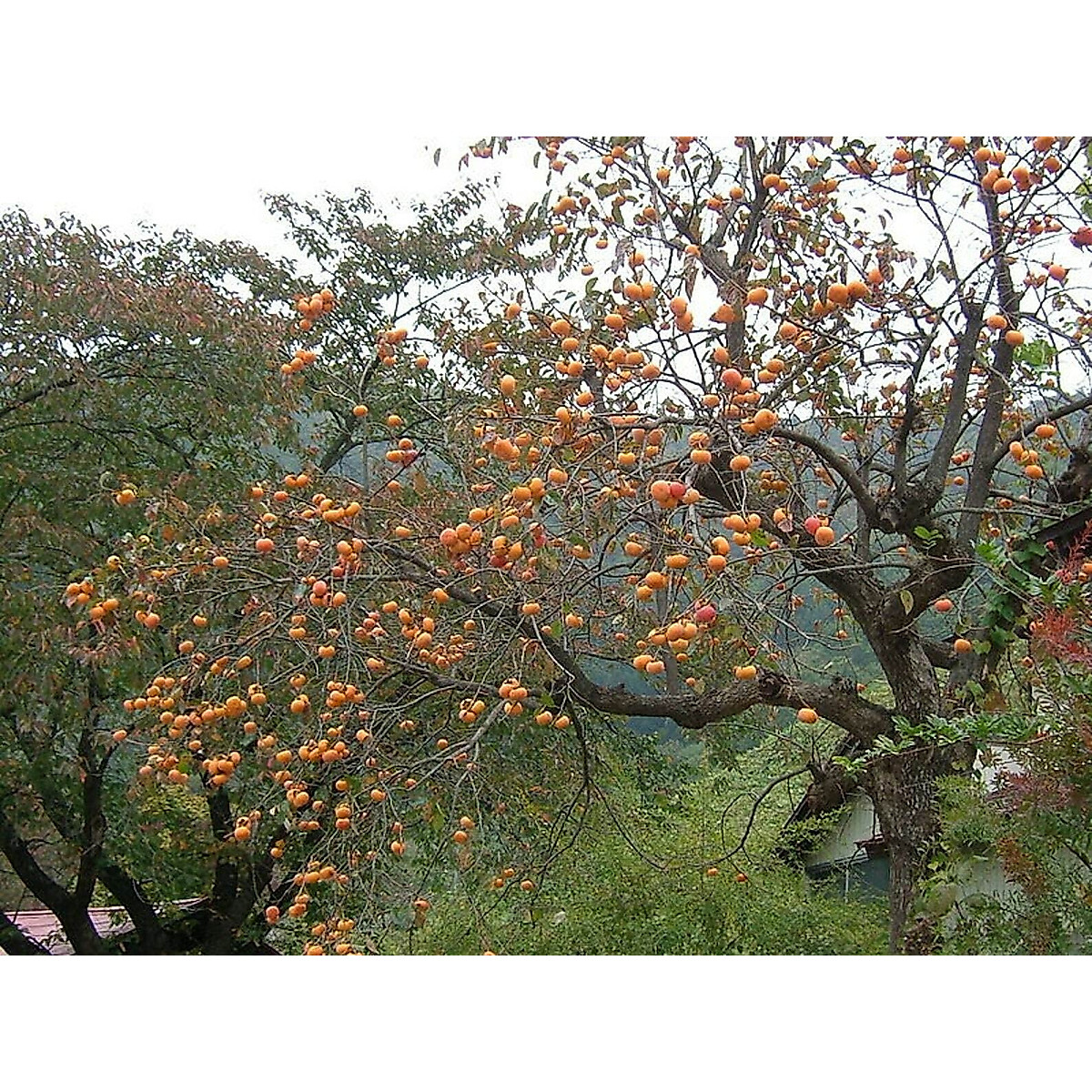 American Persimmon Tree - 6-12" Tall - 4" Pot - Live Plant - Diospyros virginiana