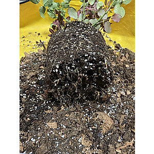 10QT Organic Perlite Horticultural Soil Amendment for Plants and Enhanced Drainage Enhanced