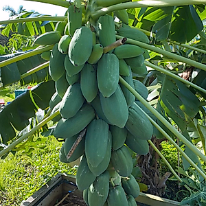 Dwarf Papaya Seeds Sweet and Juicy Flavor Rich in Vitamins Small Gardens Pots Outdoor 20Pcs Fruit Tree Seeds by YEGAOL Garden