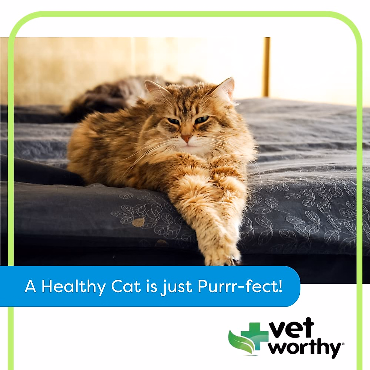 Vet Worthy Joint Paw Gel for Cats - 3oz - Glucosamine Chondroitin Joint Support Supplement -with MSM, Vitamin C, Yucca Schidigera, Sea Kelp - Salmon Flavor Cat Paw Gel - Daily Use