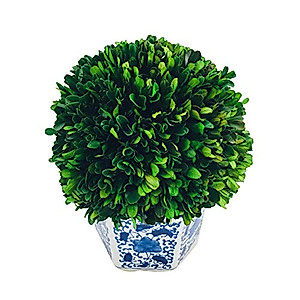 Galt International Preserved Natural Boxwood in Ceramic Pot - Plant and Table Centerpiece - Stunning Greenery and Plant Decor for Home - Blue & White 11"