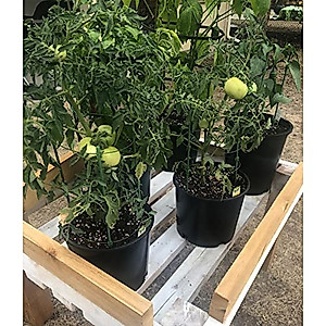 Adjustable Tomato Cage,36" Plant Support Garden Plant Stakes Cucumber Trellis with 4 Adjustable Ring for Climbing Plants Vegetables，Flowers，Fruit,Rose Vine Climbing Plants(6 Pack)