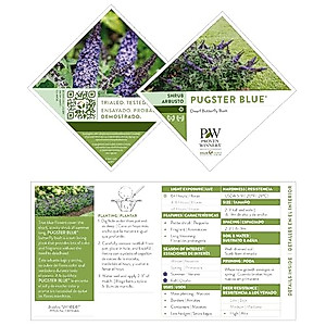 Proven Winner Pugster Buddleia, True-Blue Flowers, 2 Gal. (Pugster Blue)