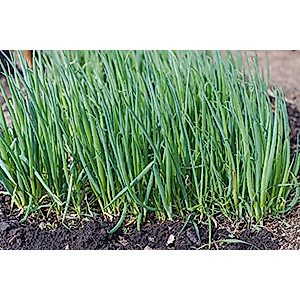 Scallion Bunching Onion Seeds, 250+ Evergreen Hardy White, Heirloom, Non-GMO, Allium fistulosum