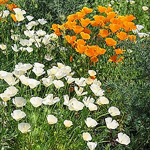 California Poppy Seeds - Ivory Castle - 1/4 Pound - White/Yellow Flower Seeds, Open Pollinated Seed Attracts Bees, Attracts Butterflies, Attracts Pollinators, Easy to Grow & Maintain, Container