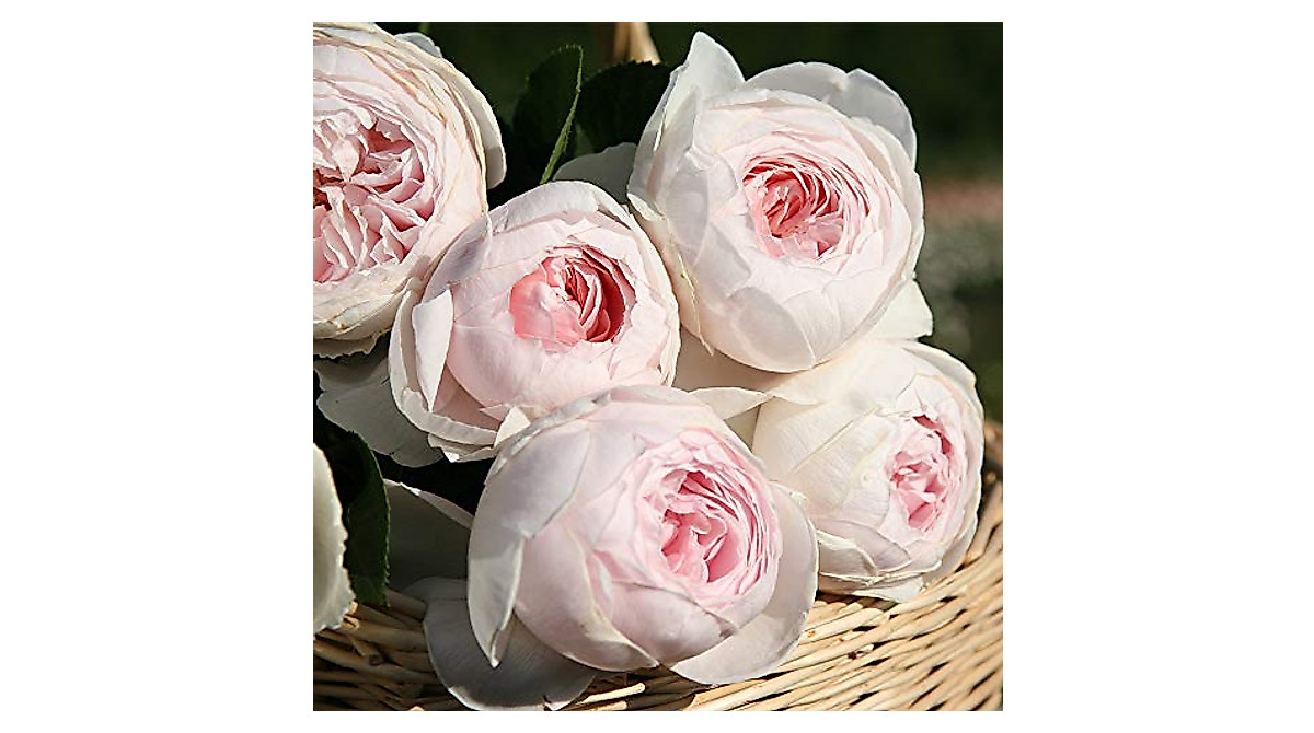 Heirloom Roses Earth Angel: Fragrant Pink Floribunda Rose