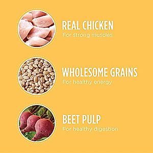 IAMS Smart Puppy Large Breed Dry Puppy Food with Real Chicken, 30.6 lb. Bag