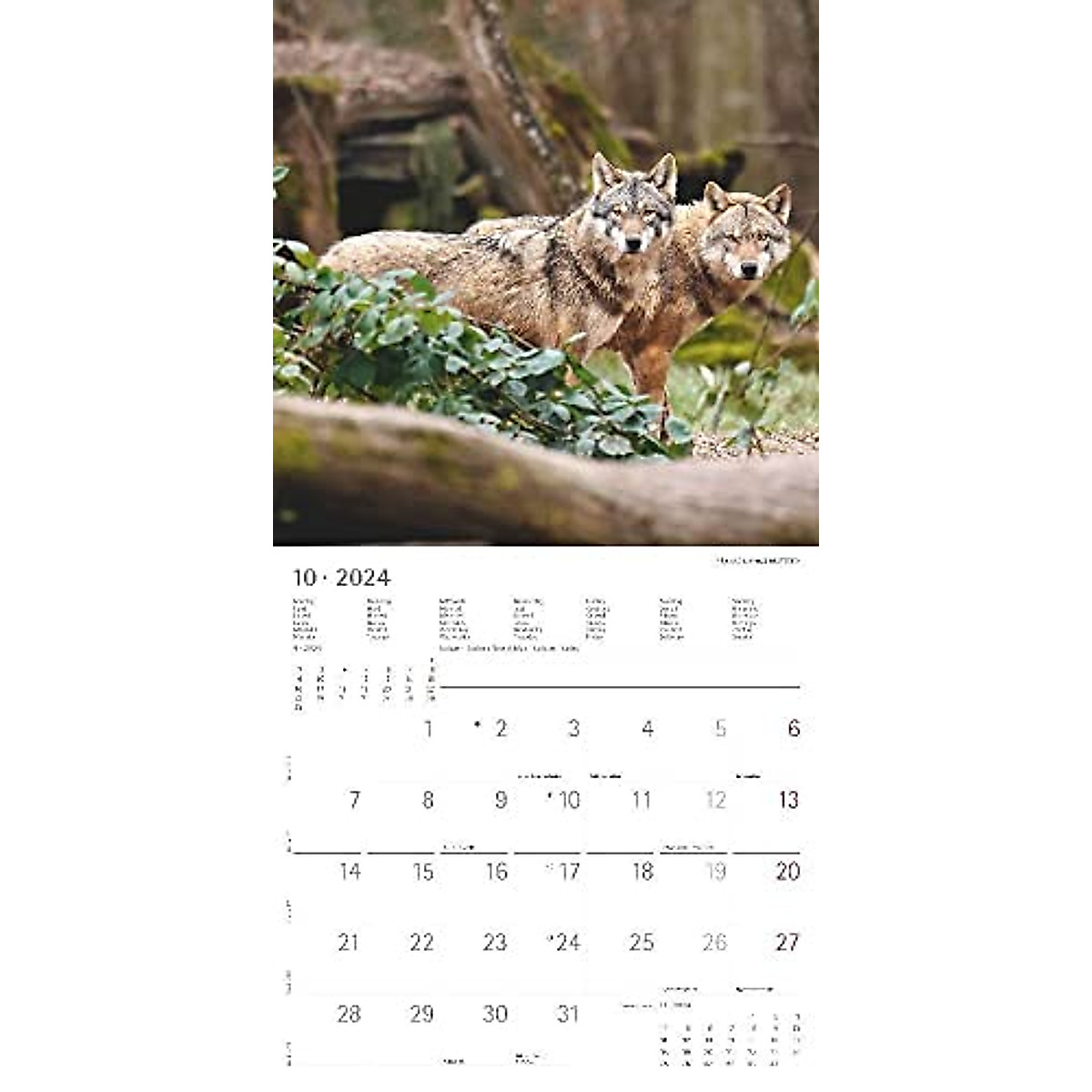 Wolves 2024 Brochure Calendar 30 x 30 cm (30 x 60 Open) Calendar with Space for Notes Wolves Picture Calendar Wall Planner Alpha Edition