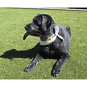 Outback Jack Water Buffalo Bully Horns 100% Natural Dog Treats, Small