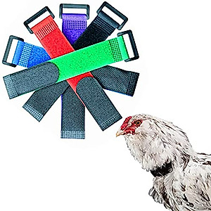 6 Pack No Crow Rooster Collar, Crow Collar Rooster Collar No Crow Noise Neck Belt for Roosters Cockerel Velcro Nylon Prevent Chickens from Screaming, Disturbing Neighbors1