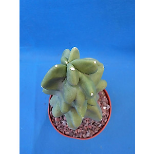 Tucson Tools Redeo 6" to 12" Tall Totem Pole Cactus (Shipped Bare Root-NO Pot!) Spineless! Very Unusual!