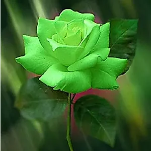 CHUXAY GARDEN Green Rose Seeds 100 Seeds Rare Green Lovely Flower Shrub Flowering Plant Fragrant Gardening Gifts Grows in Garden and pots