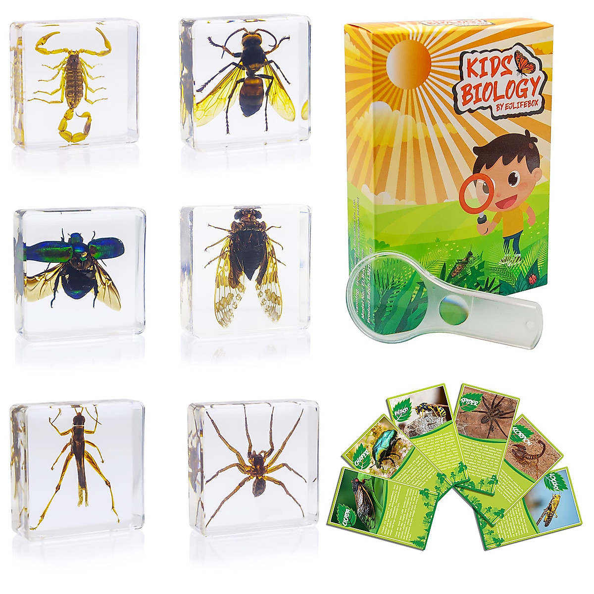 6 PCS Insect Specimen Set,Cicada,Wasp,Spider,Scorpion,Locust,Chafer Resin Collection Science Toys