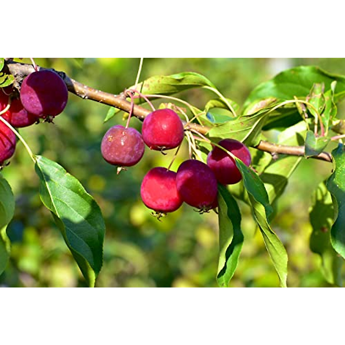 2 Dolgo Crabapple Trees Live Plants 12 to 22 Inc Tall, Crab Apple Fruits Crabapple Plants Seedling