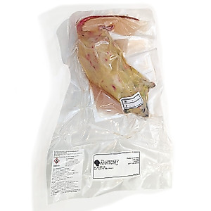 Anatomy Lab Rat Specimen for Dissection, for Biology Classrooms, 7-9 inches Double Injection, Vacuum Pack of 1