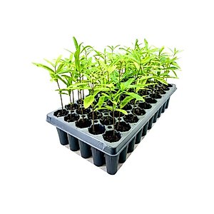 (10 Seedling) Willow Oak Tree | seedlings | Quercus Phellos | Beautiful Unique Fast Growing and Hardy Shade Tree