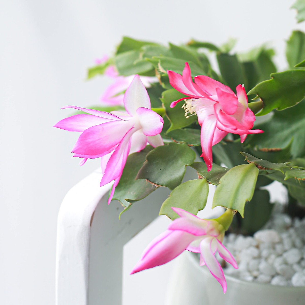 Christmas Cactus Thanksgiving Cactus (4-inch Plastic Pot) - Cactus Plants Live, Hand Selected, Rare Varieties for Gift or Home Decoration - Unique Collection of Live Cactus, Succulents, Indoor Plants