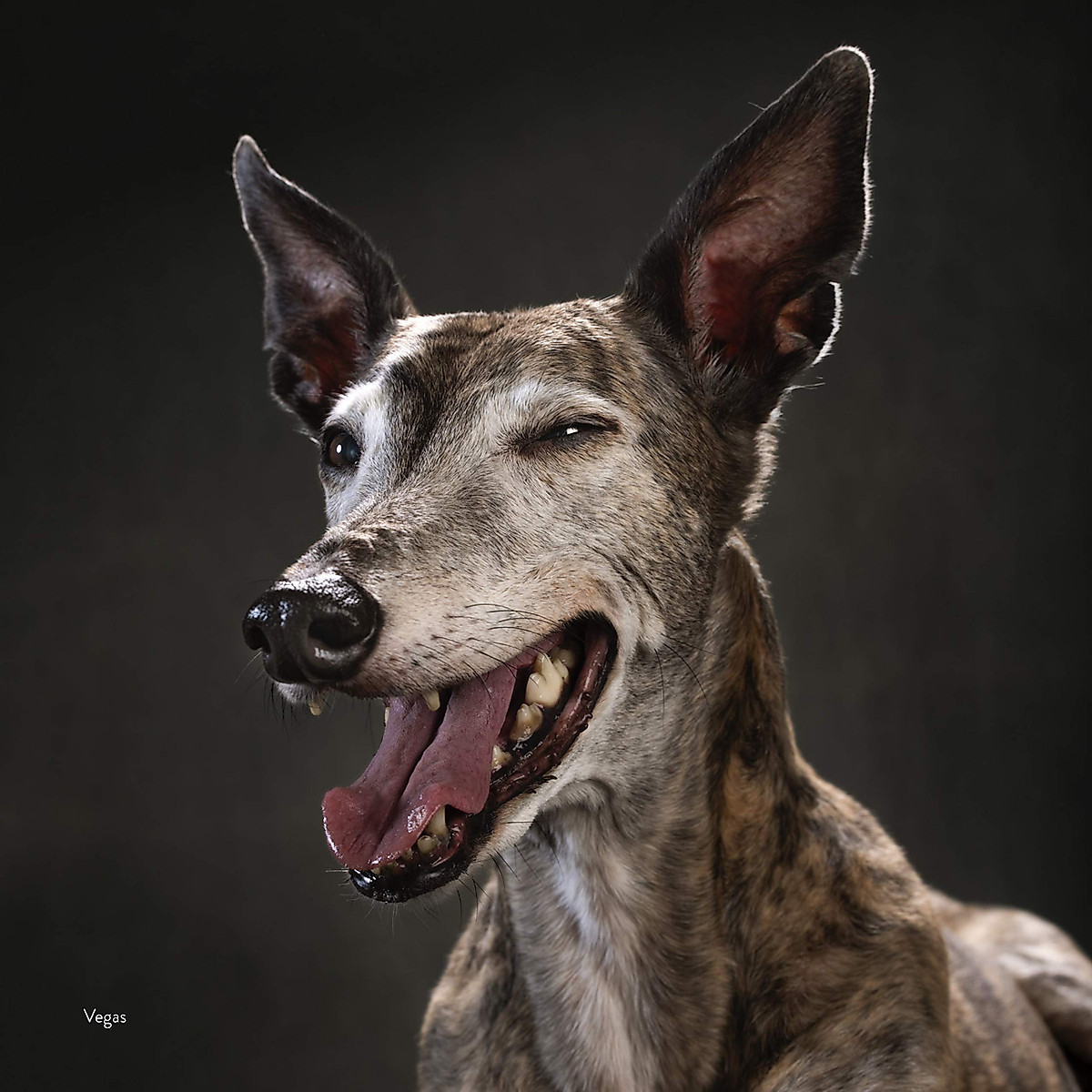 The Year of the Dogs 2021 Wall Calendar: (Dog Portrait 12-Month Calendar, Dog Lovers Photography Monthly Calendar)