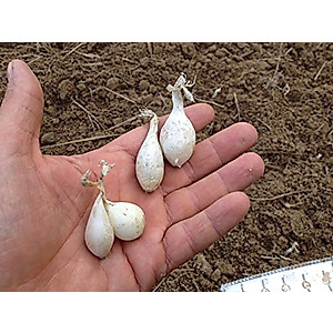 Onion Sets ,White (20 Bulbs) Garden Vegetable