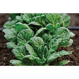 Burpee Tatsoi (Heirloom) Mustard Seeds 500 seeds