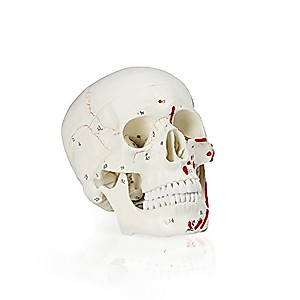 Walter Products B10208 Human Skull Model with Markings, Life Size