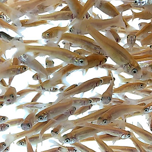 Toledo Goldfish Rosie Red Minnows - Versatile Live Fish Perfect for Aquariums or as Feeder Fish for Ponds - Small, 1,000 Count
