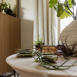 ragnaroc Live Air Plants - Tillandsia Variety, Regular 1-3" - 15ct - Live Arrival Guaranteed, House Plants for Home Decor & Gift