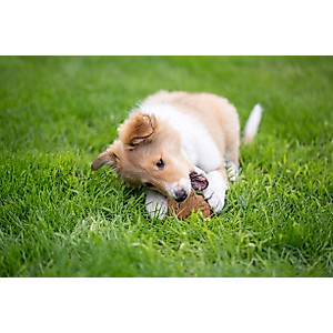 Wildfang® Chewing Root from The Tree Heather for Dogs, Robust and Durable Chewing Root for Dogs, Splinter-Free Chewing Wood as a Dog Toy for Optimal Dental Care for Dogs and Puppies (M)