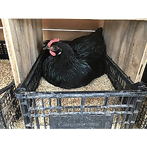 Rice Hulls - Organic Use - 5lb - House Plants – Gardening - Chicken Bedding Nesting