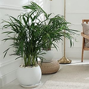 Future Way 5lbs Jade Aquarium Rocks, Pebbles for Indoor Plants, Bamboo, Decorative Stones for Fish Tank, Vase, Terrarium, 3/4 to 1 1/4 Inch, Matte Texture and Smooth Edge