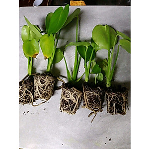 5 Pack Monstera Delicious 'Swiss Cheese Plant' Live Plants Easy to Grow Edible Fruits Tropical Indoor or Outdoor