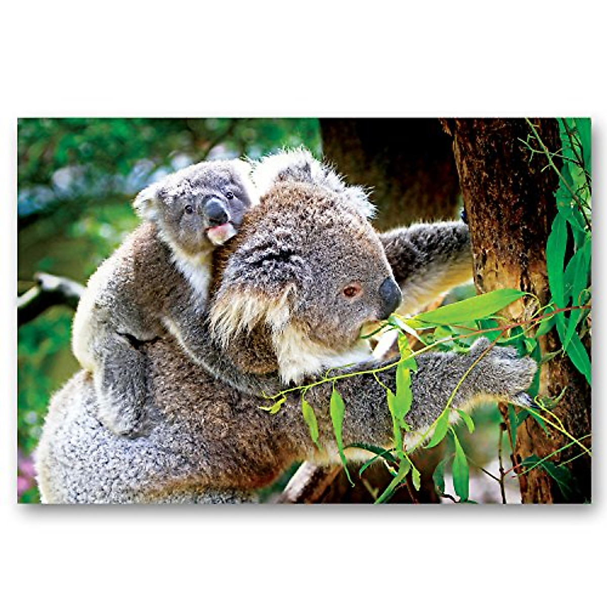 BABY ANIMALS postcard set of 20 postcards. Animal babies post card variety pack. Made in USA.