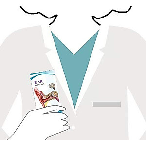 Blue Tree Publishing Ear Anatomy Pocket Charts