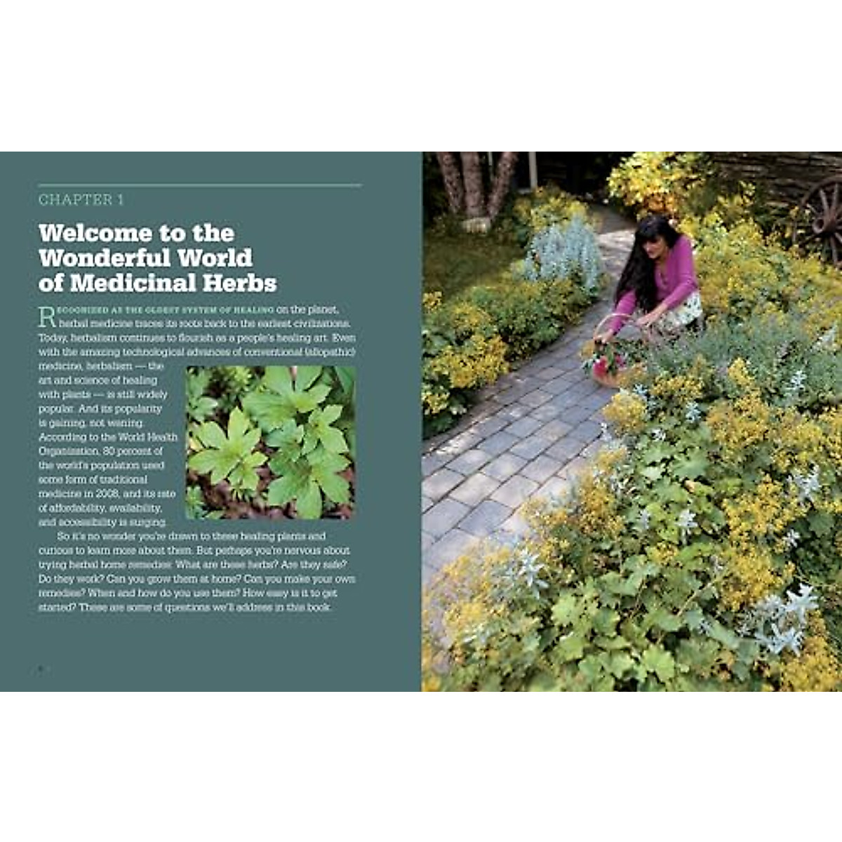 Rosemary Gladstar's Medicinal Herbs: A Beginner's Guide: 33 Healing Herbs to Know, Grow, and Use